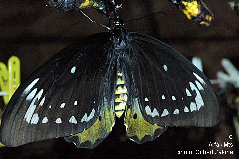 Papua Insects Foundation (Lepidoptera/Papilionidae/Ornithoptera chimaera)